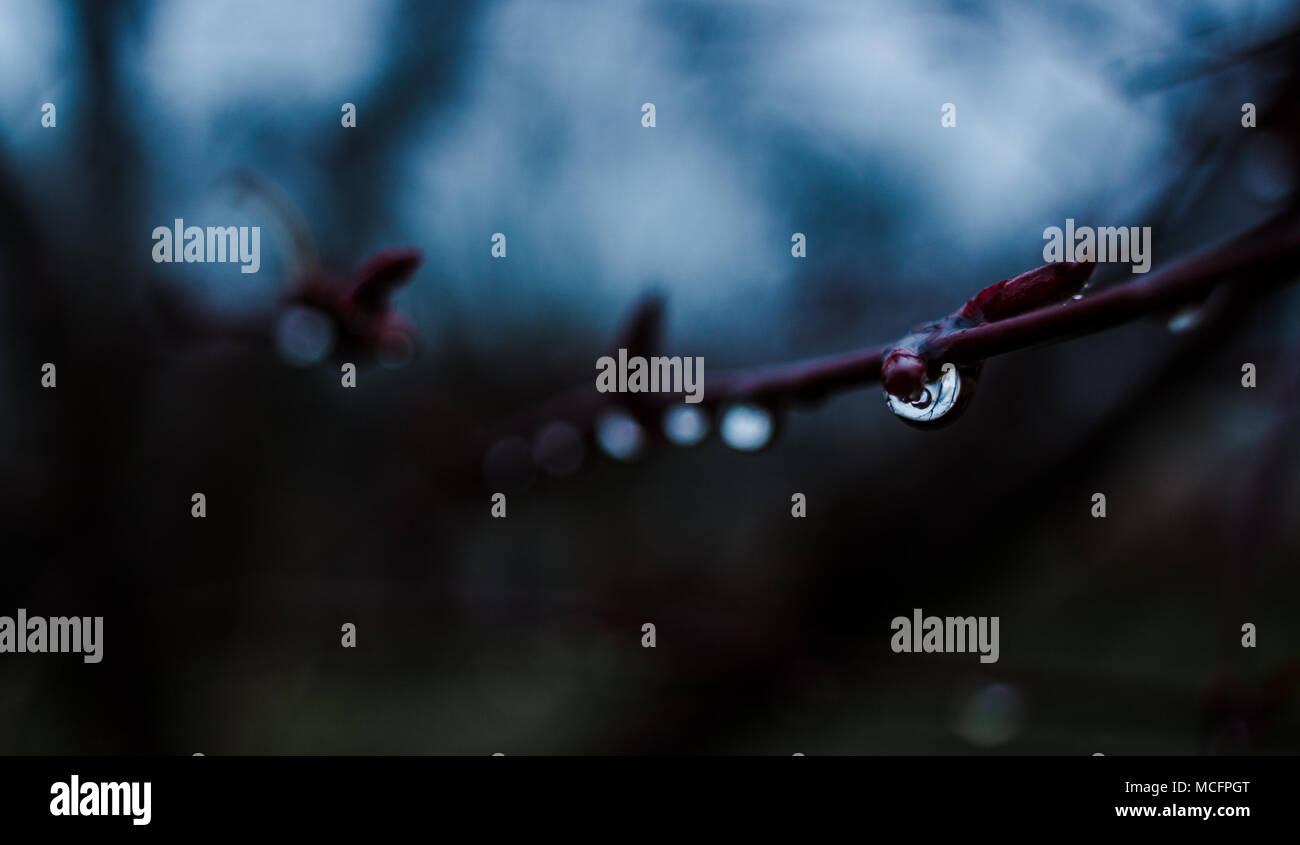 Rainy tree branches hi-res stock photography and images - Alamy
