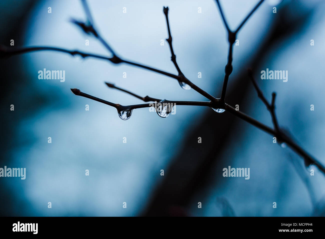 Rainy tree branches hi-res stock photography and images - Alamy