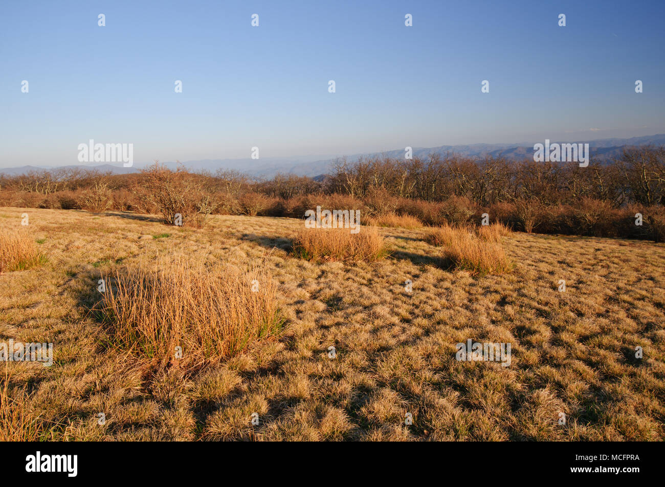 Grass on Gregory Bald in the Great Smoky Mountains Stock Photo - Alamy