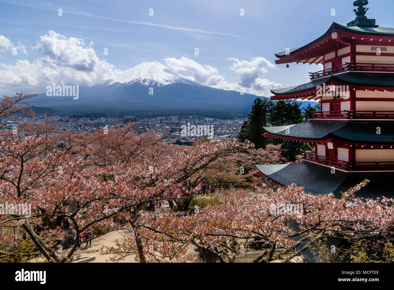 Mount fuji cherry trees blooming hi-res stock photography and images ...