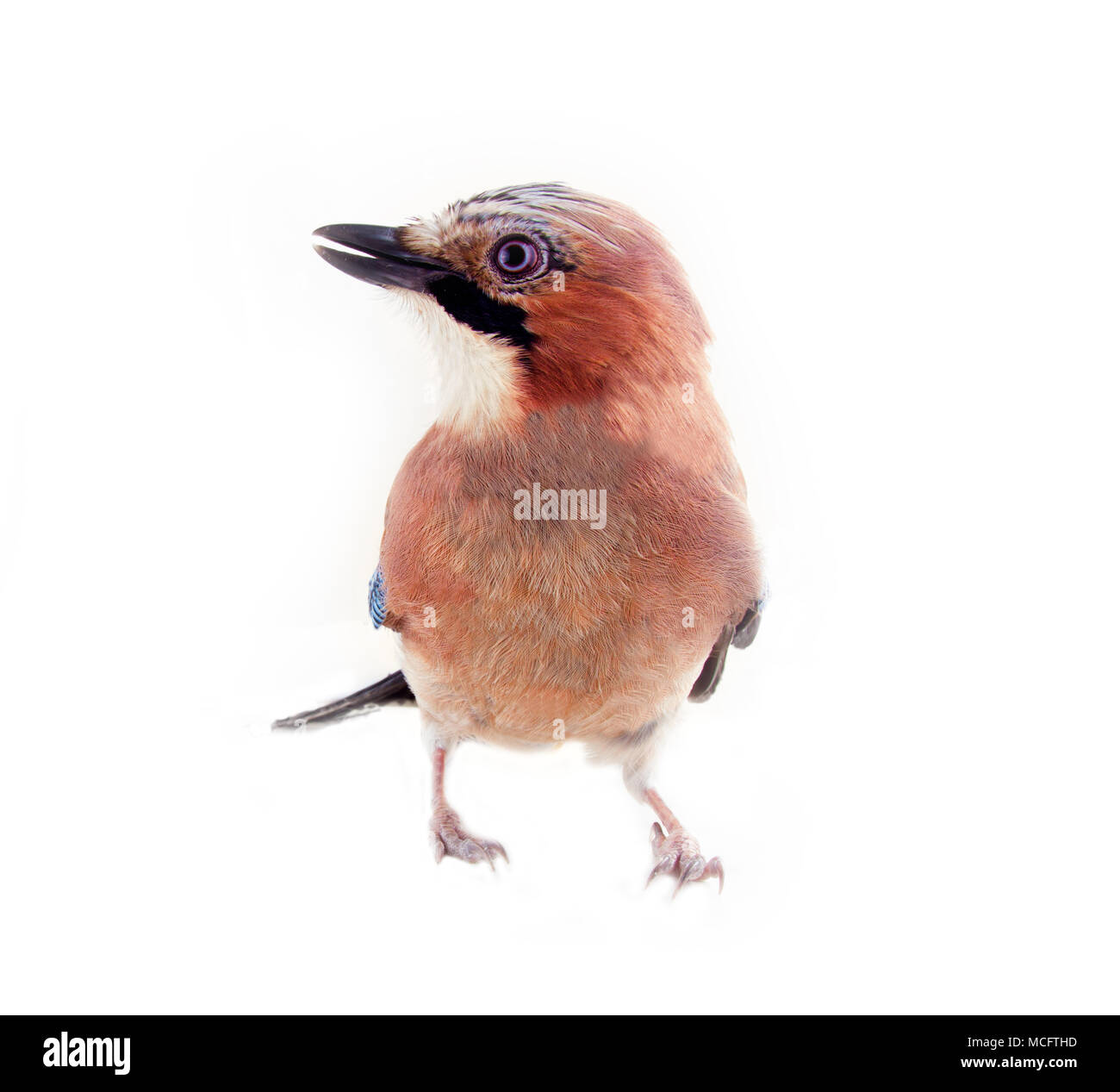 Common jay (Garrulus glandarius) - bird on white background in ...