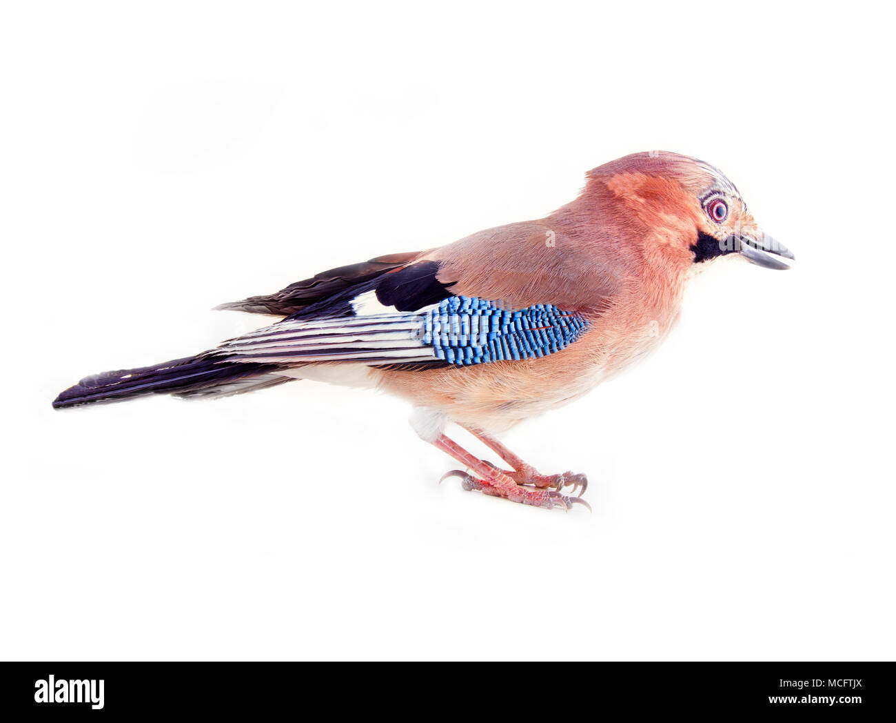 Common jay (Garrulus glandarius) - bird on white background in ...