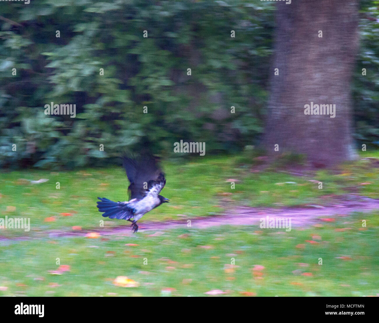 Advanced species of commensal animals. Hoodie perfectly adapted to man ...