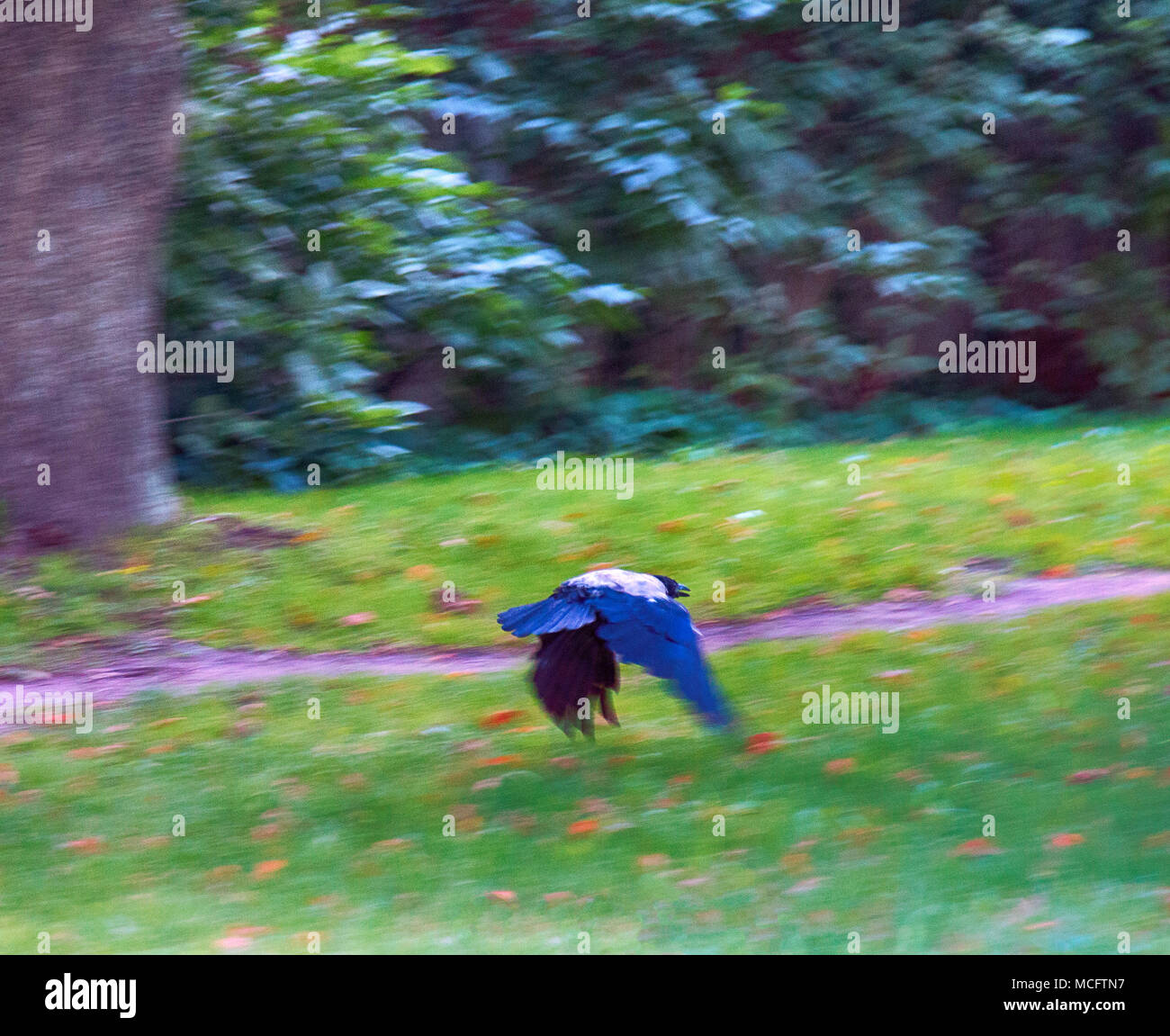 Advanced species of commensal animals. Hoodie perfectly adapted to man ...