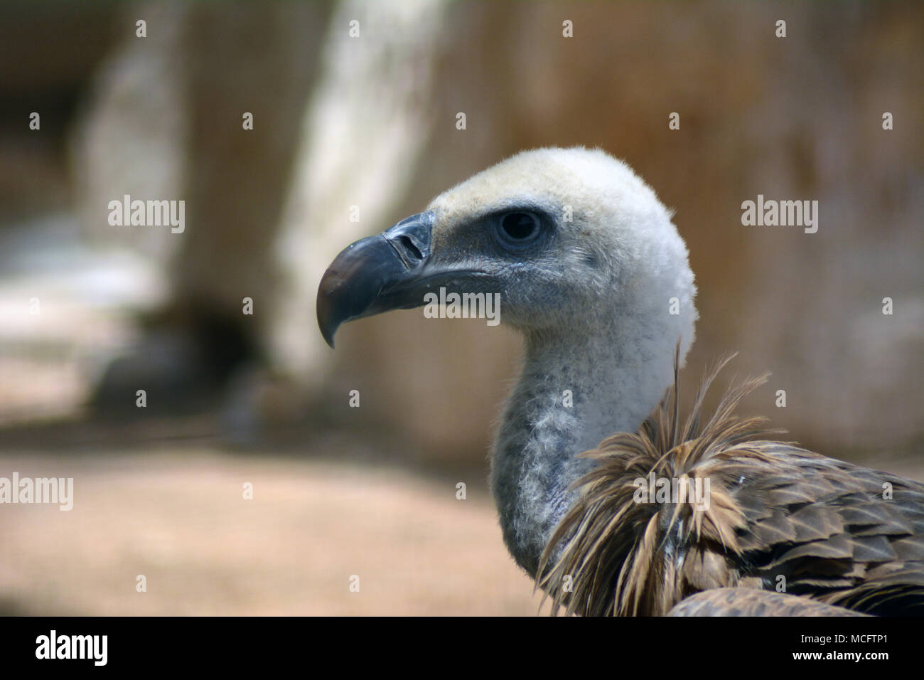 Arabian eagle head shot Stock Photo - Alamy
