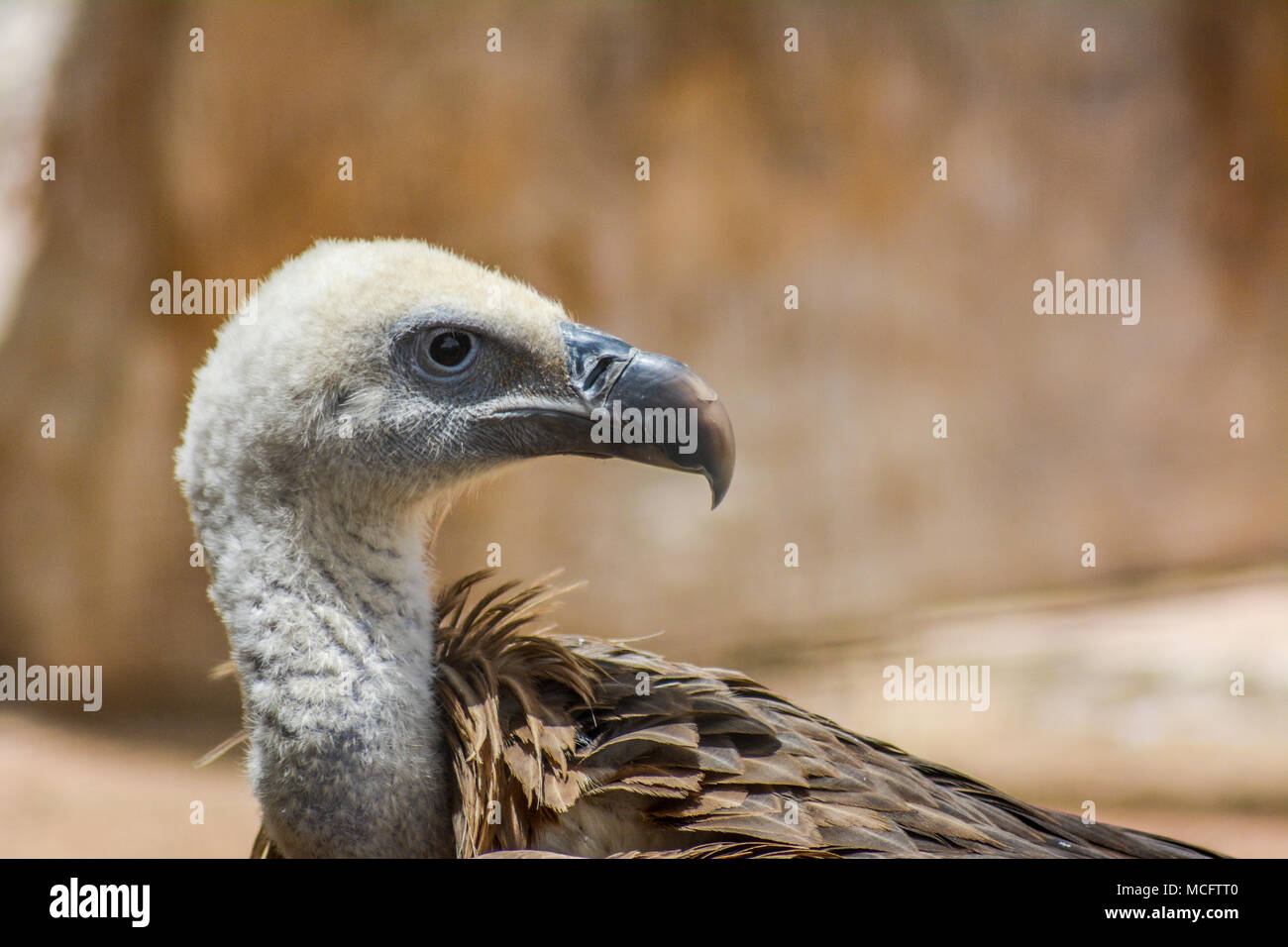 Arabian eagle head shot Stock Photo - Alamy