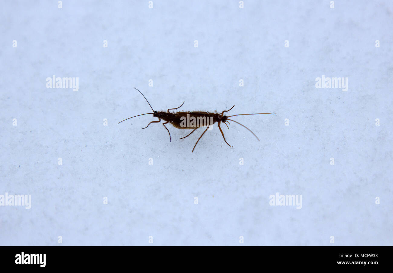 Caddis worm hi-res stock photography and images - Alamy