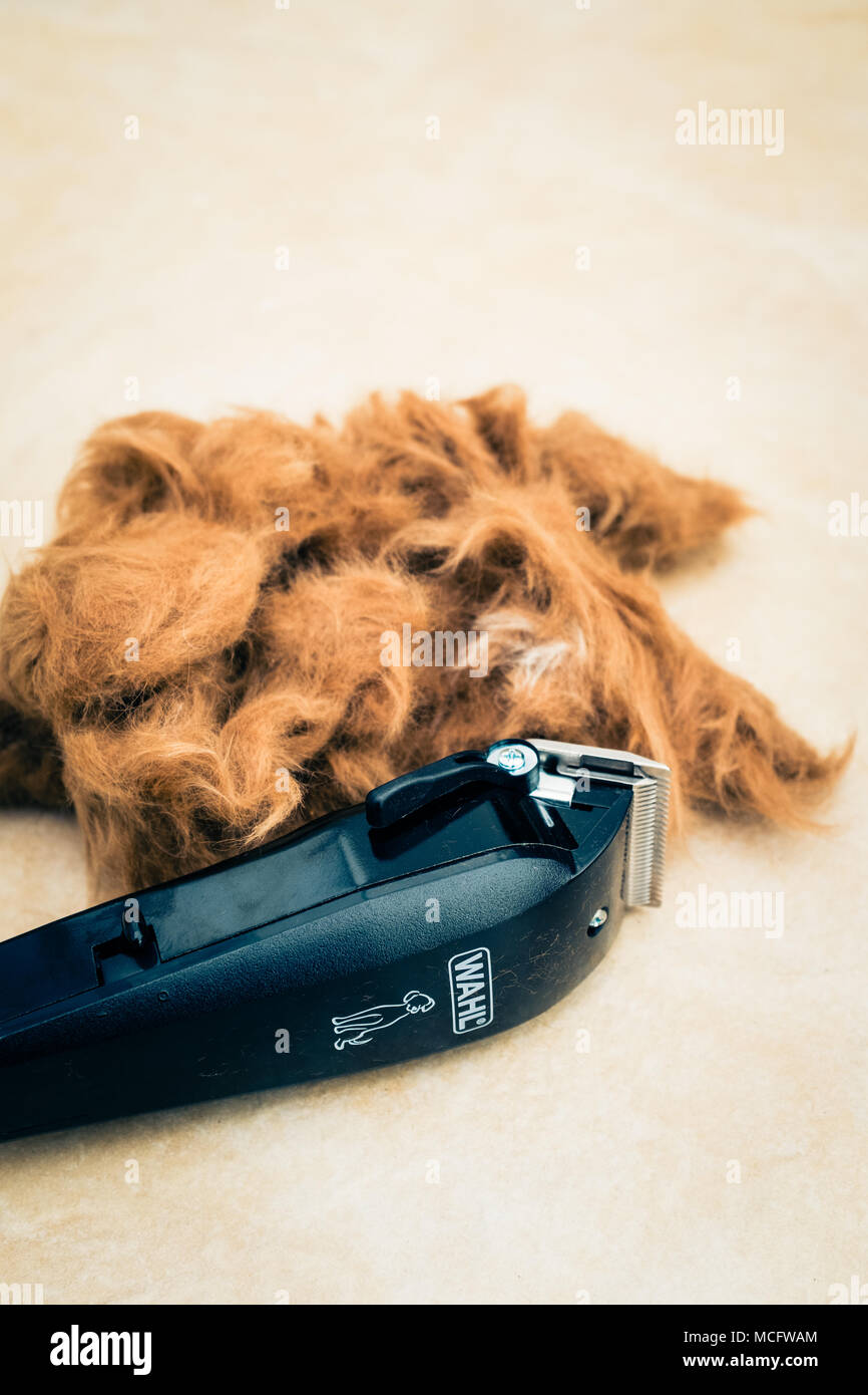 Ginger Dog High Resolution Stock Photography and Images - Alamy