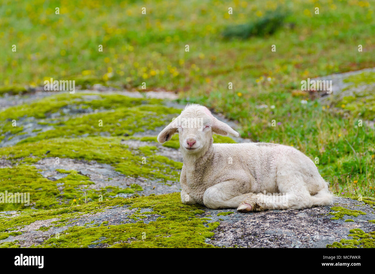 Ewe with sleeping lamb hi-res stock photography and images - Alamy