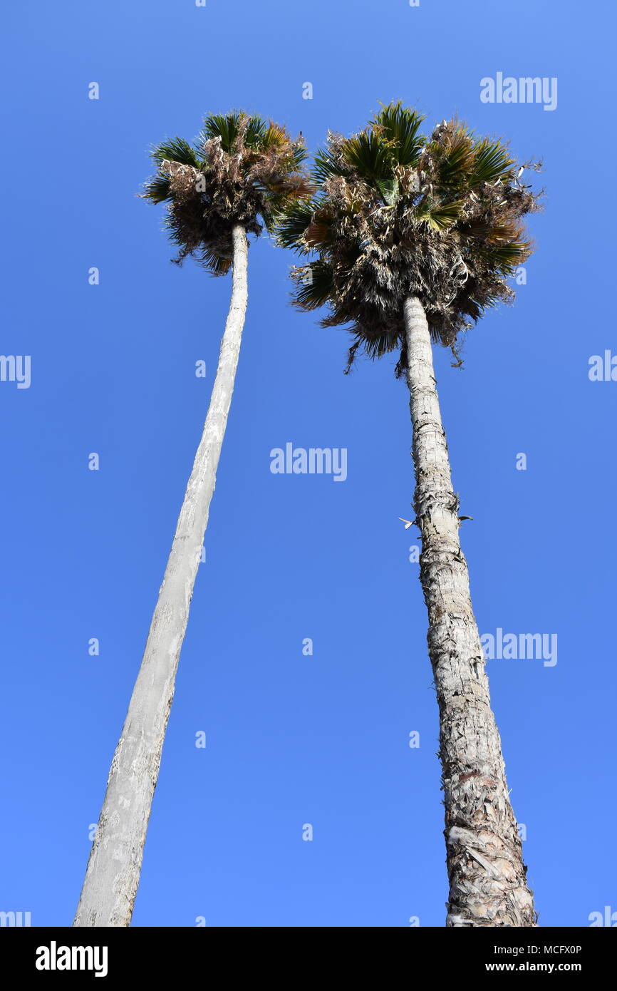 Two tall trees hi-res stock photography and images - Alamy