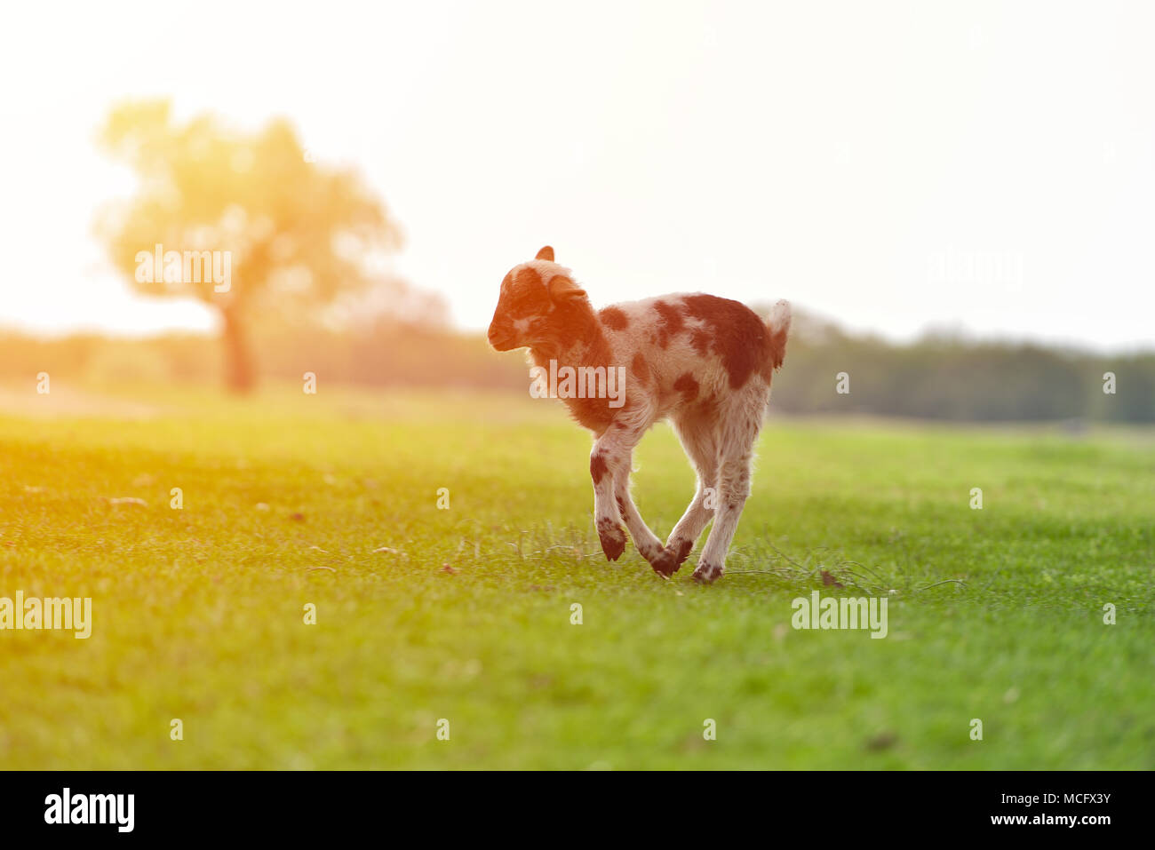 Spring lamb jumping in green grass field hi-res stock photography and ...
