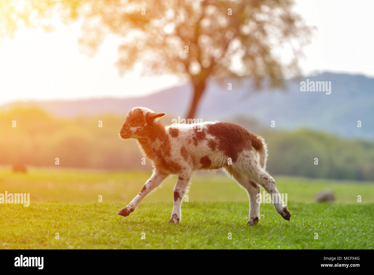 Spring lamb jumping in green grass field hi-res stock photography and ...