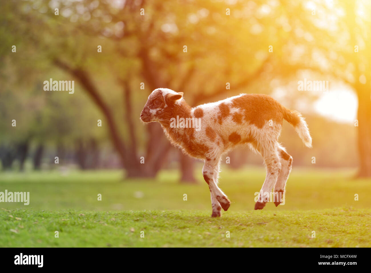 Happy jumping sheep hi-res stock photography and images - Alamy