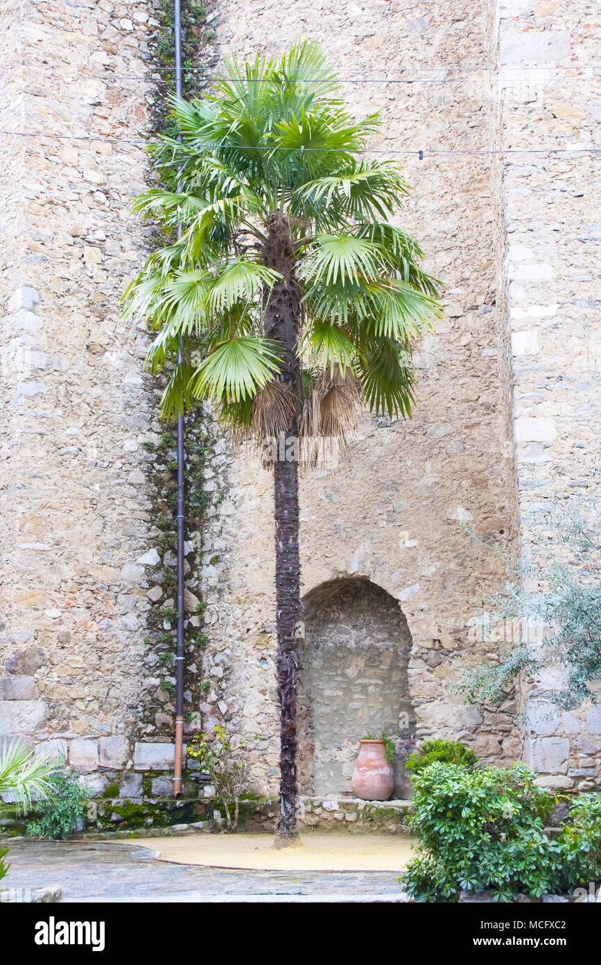 Palm tree in an ancient courtyard against a high medieval wall with ...