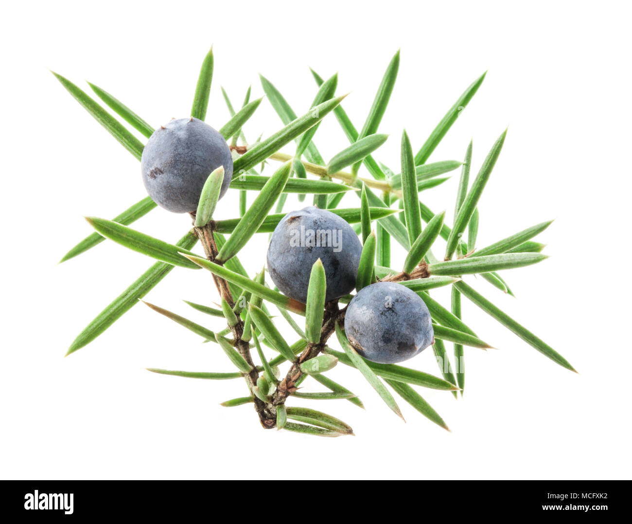 Juniper twig with berries isolated on white background Stock Photo - Alamy