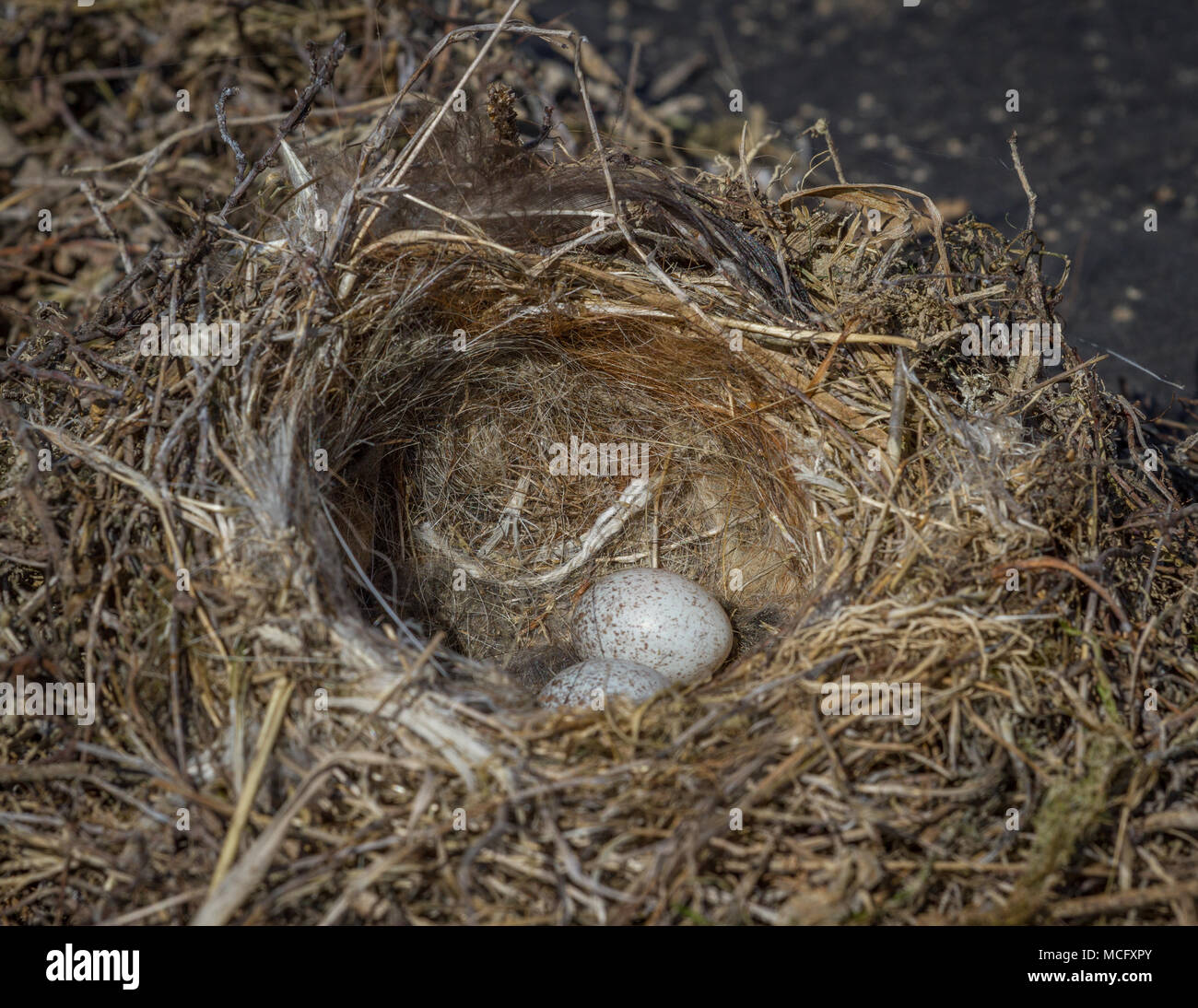 Millerbird hi-res stock photography and images - Alamy