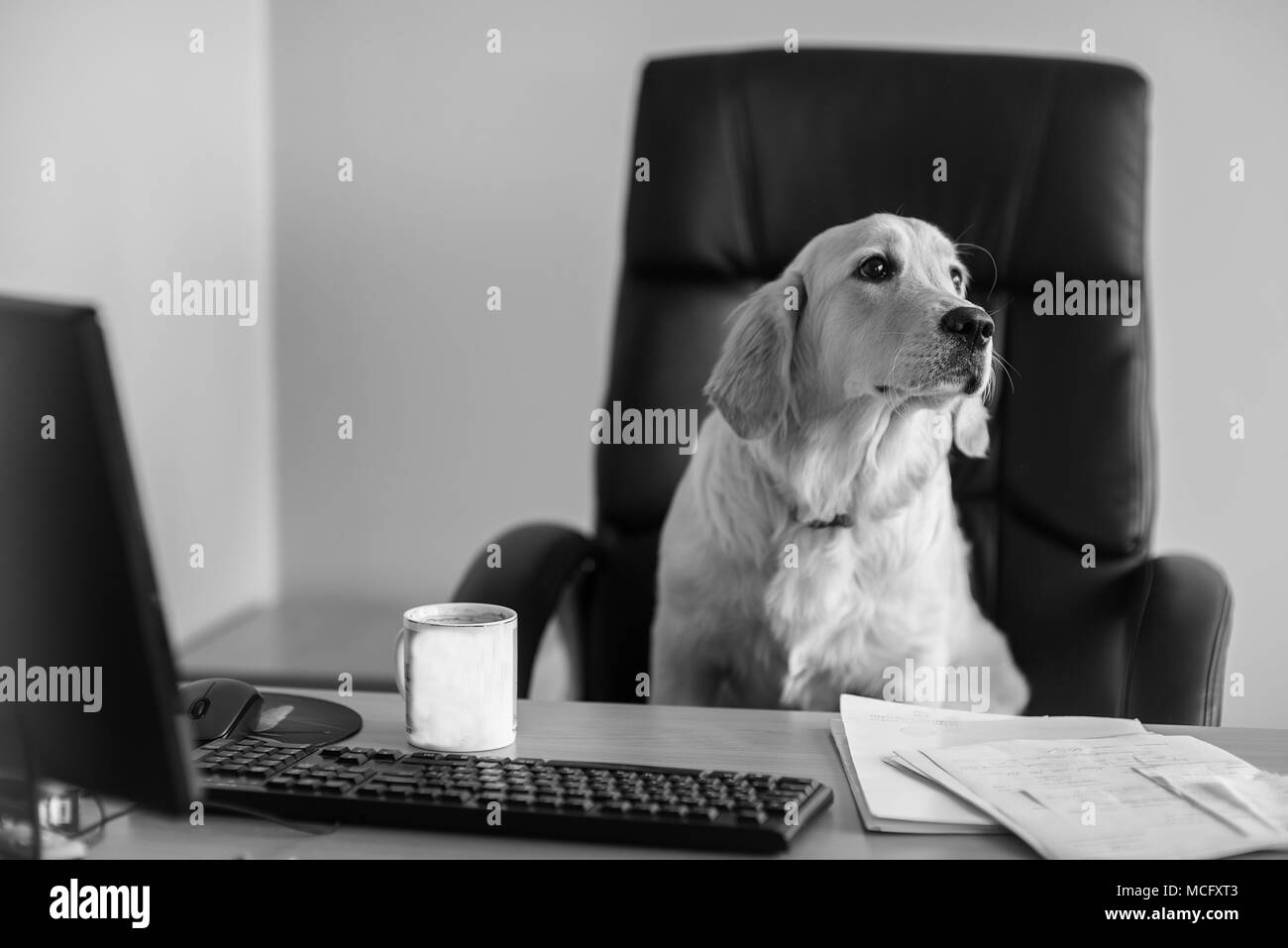 Dog using desk and chair hi-res stock photography and images - Alamy