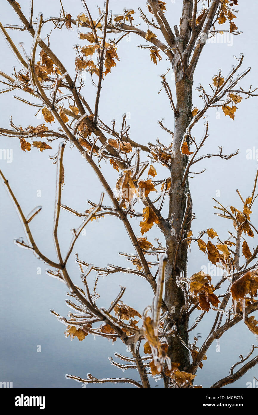Toronto freezing rain hi-res stock photography and images - Alamy