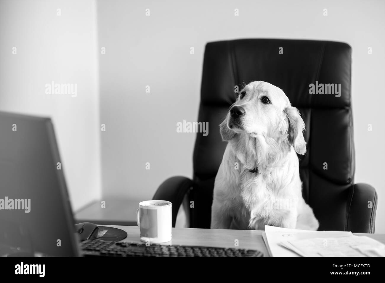 Dog golden retriever labrador using computer in modern office Stock ...