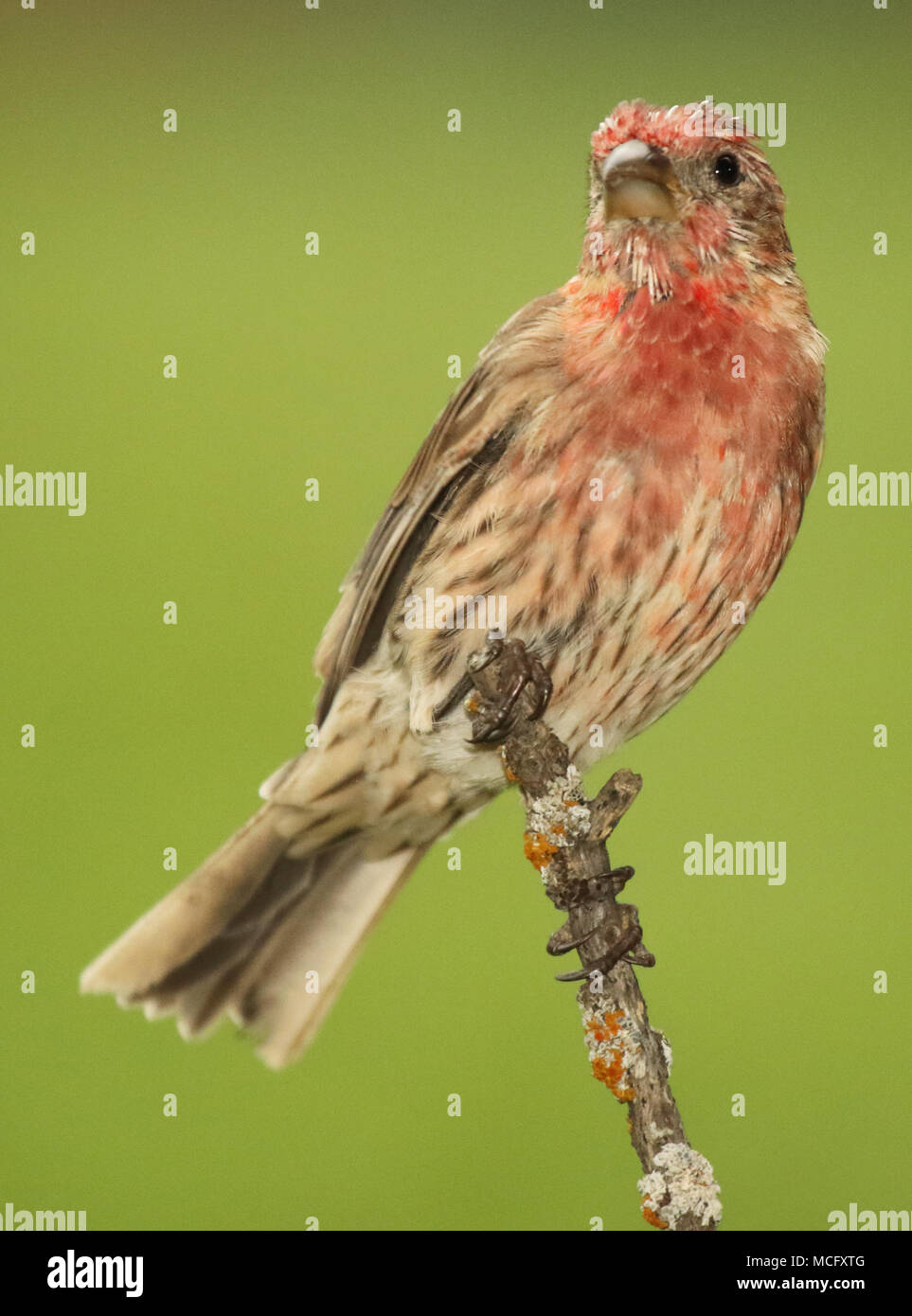 Beautiful house finch hi-res stock photography and images - Alamy
