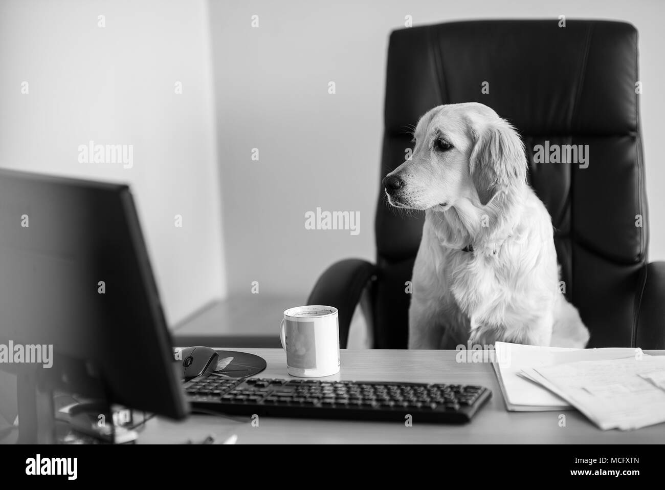 Dog golden retriever labrador using computer in modern office Stock ...