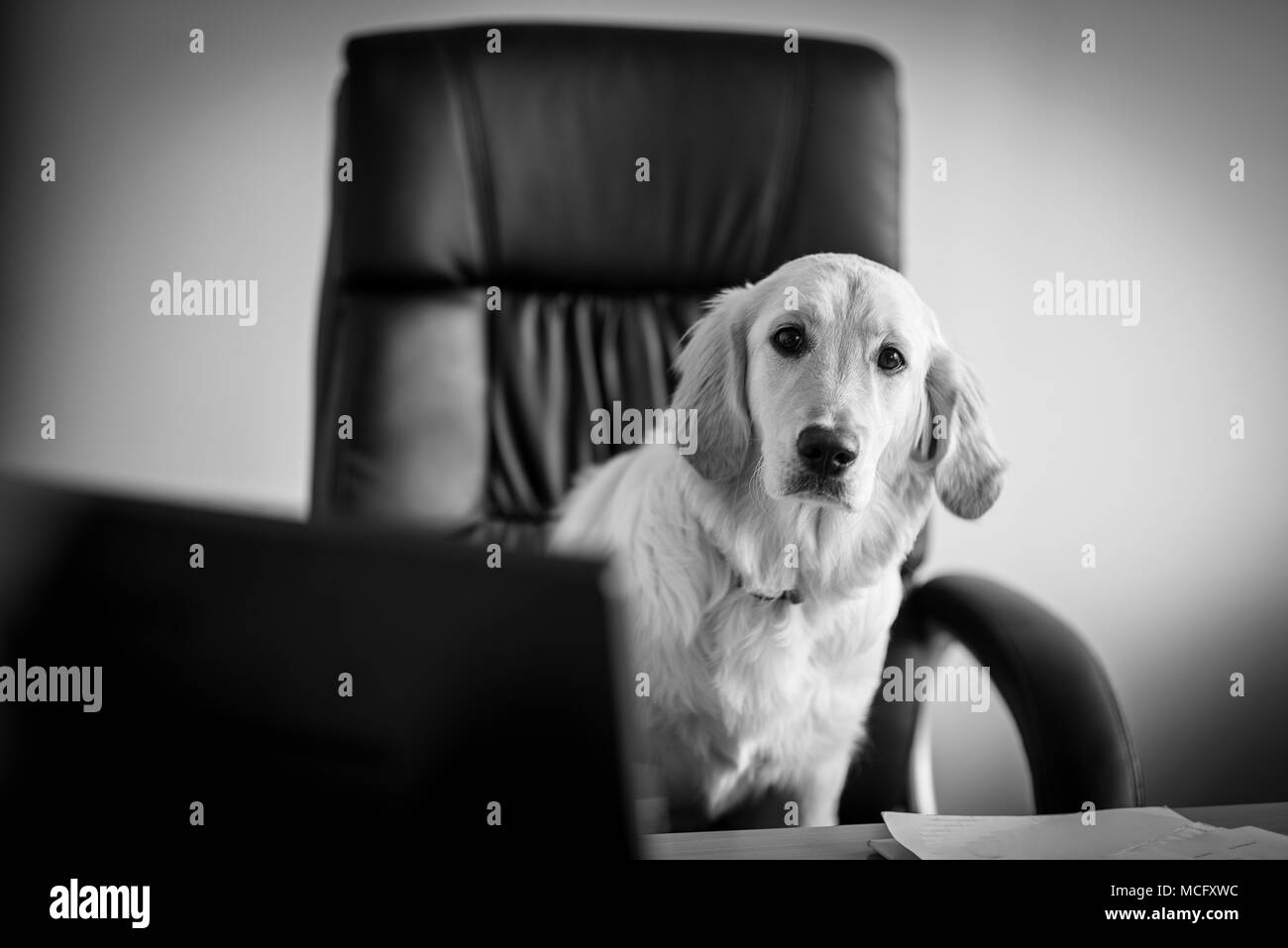 Dog golden retriever labrador using computer in modern office Stock ...
