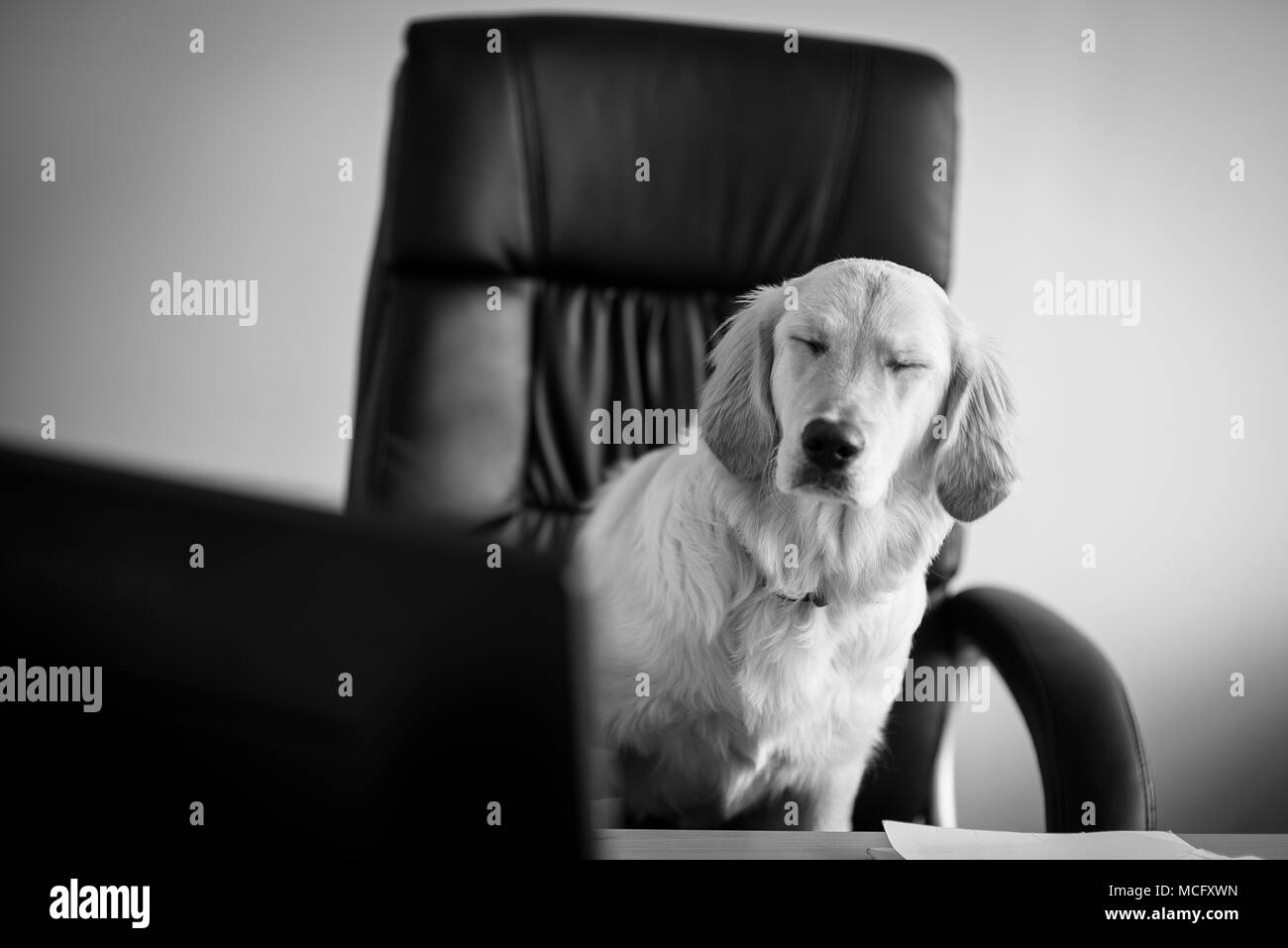Dog golden retriever labrador using computer in modern office Stock ...