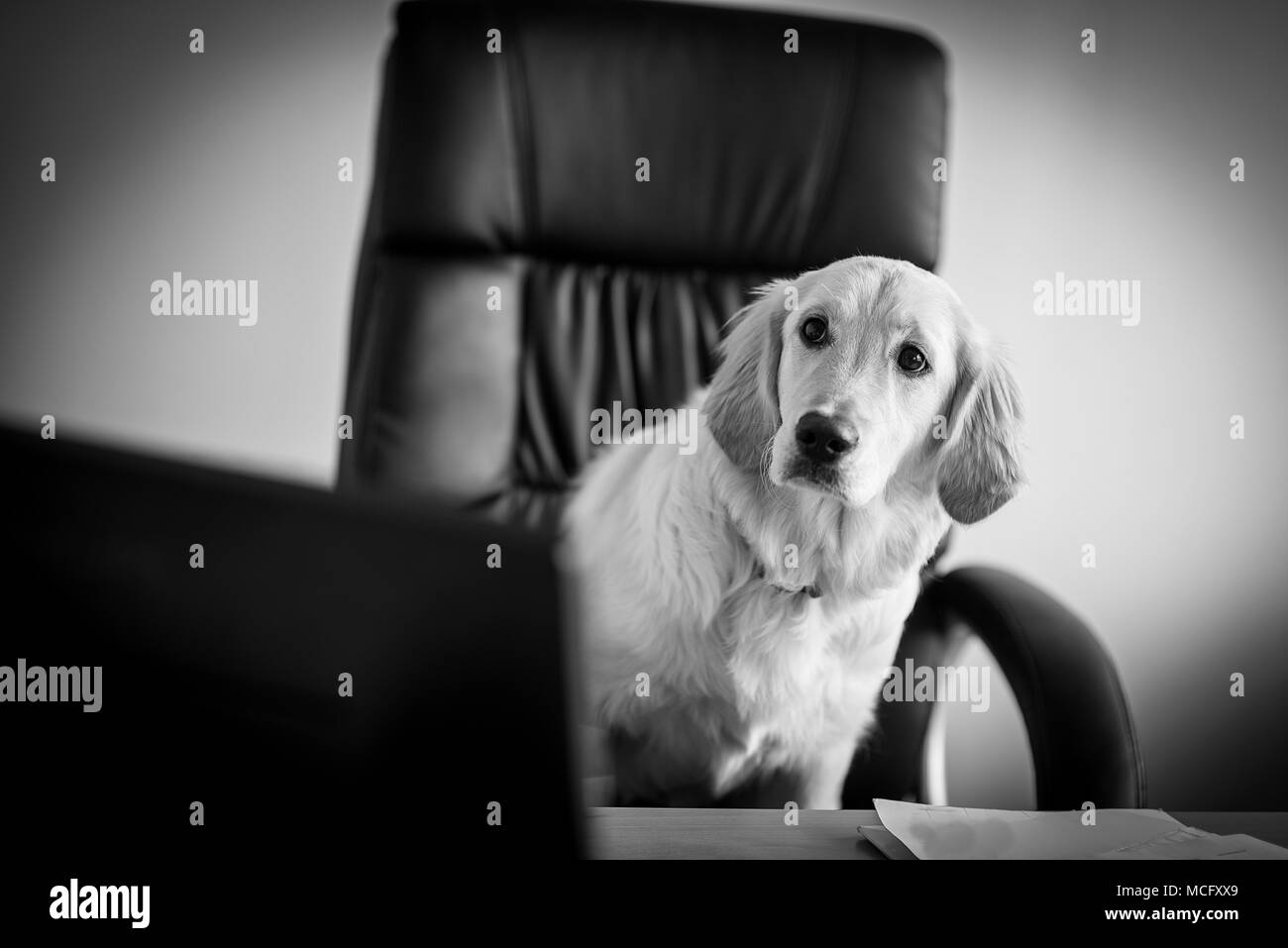 Labrador sitting at desk in office hi-res stock photography and images ...