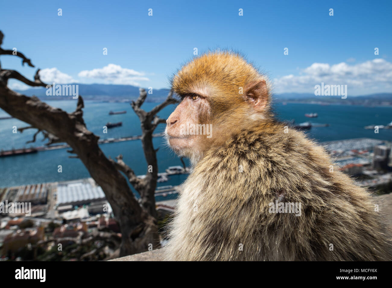 Barbary macaques in Gibraltar, the only wild monkeys in Europe, they ...