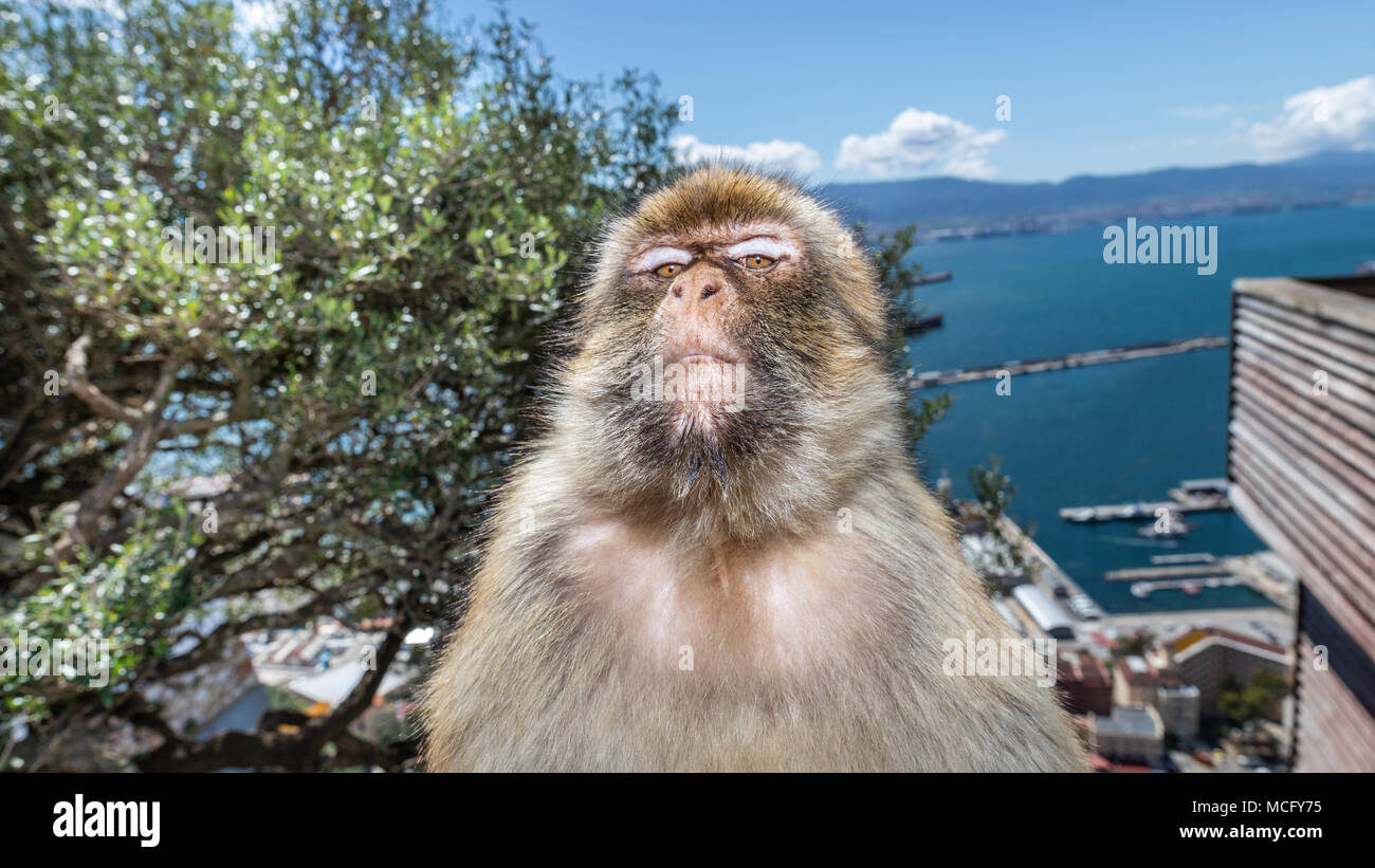 Barbary macaques in Gibraltar, the only wild monkeys in Europe, they ...