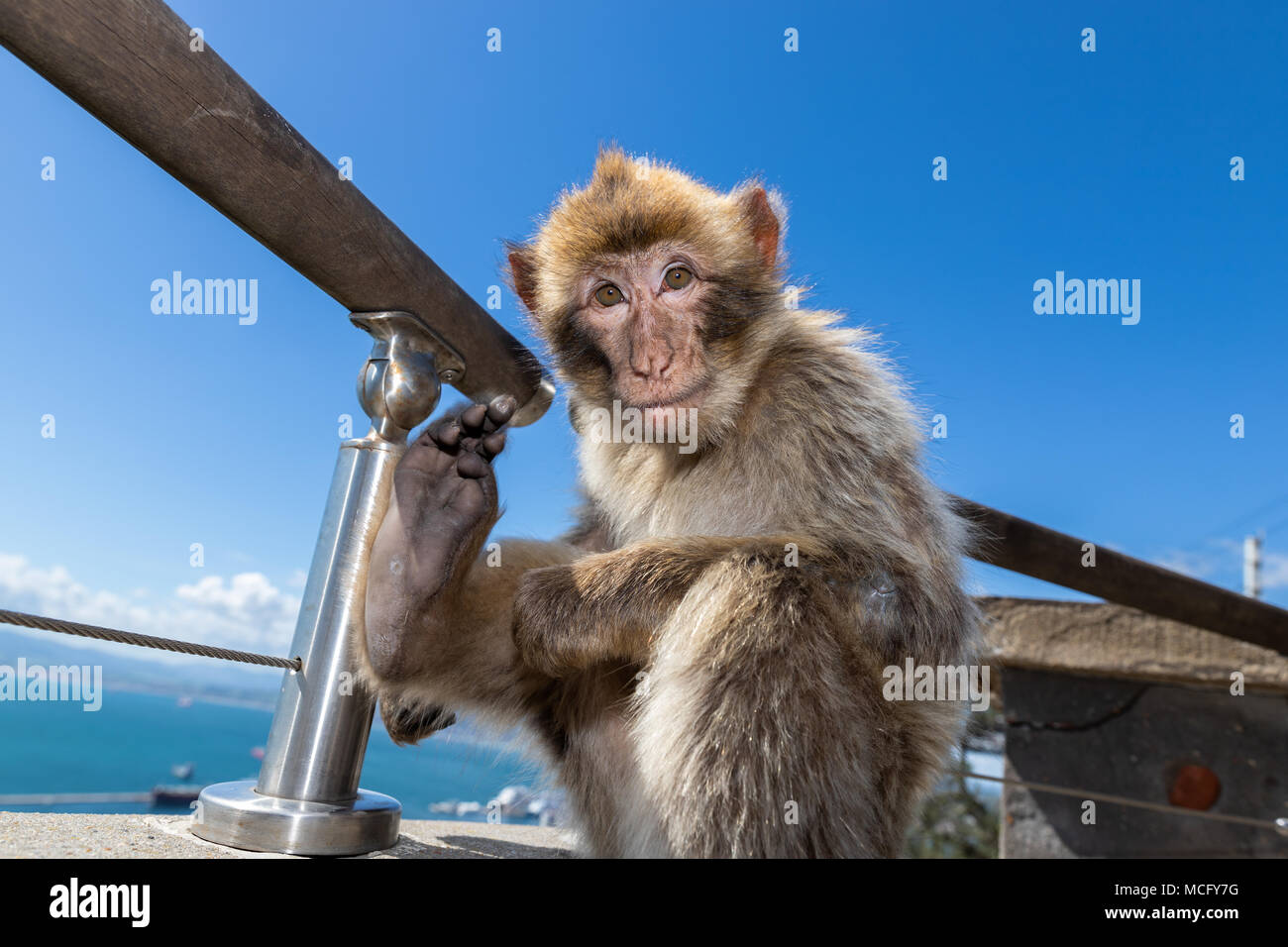 Barbary macaques in Gibraltar, the only wild monkeys in Europe, they ...
