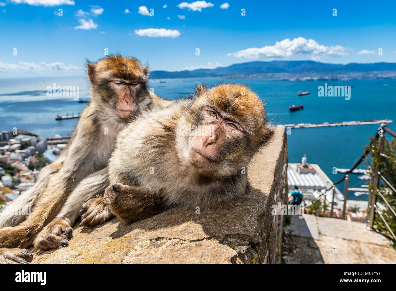 Barbary macaques in Gibraltar, the only wild monkeys in Europe, they ...