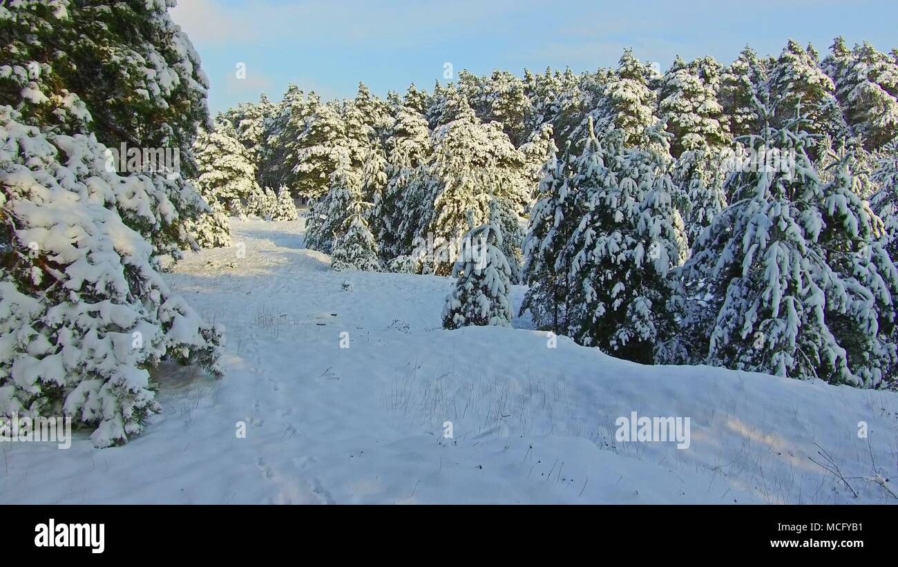 Steadicam shot deciduous tree hi-res stock photography and images - Alamy