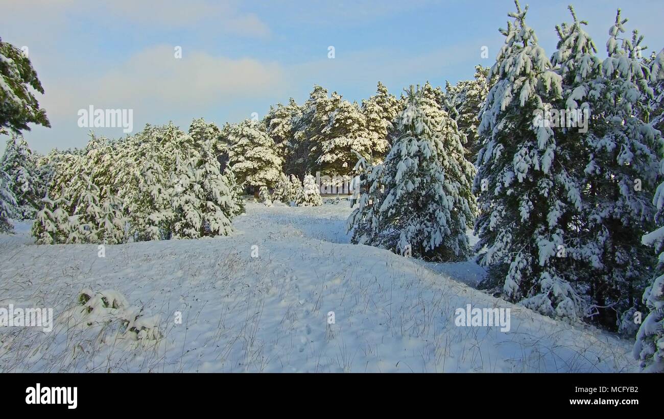 Snowfall in the forest park. Winter landscape in snow-covered park ...