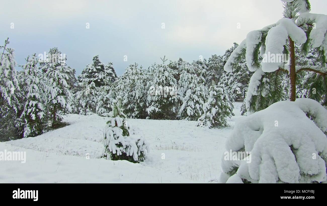 Snowfall in the forest park. Winter landscape in snow-covered park ...