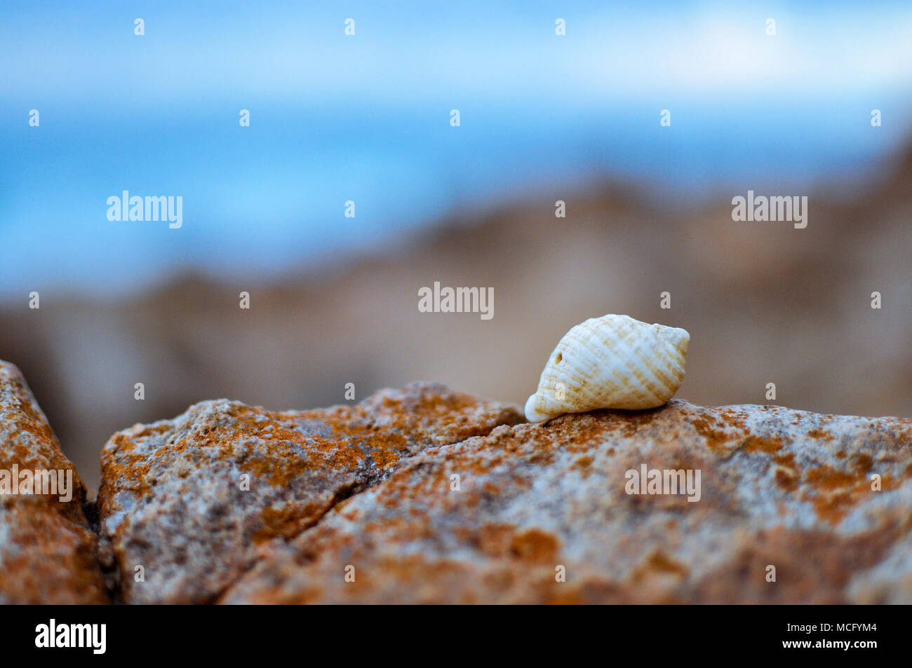 Focused shell hi-res stock photography and images - Alamy
