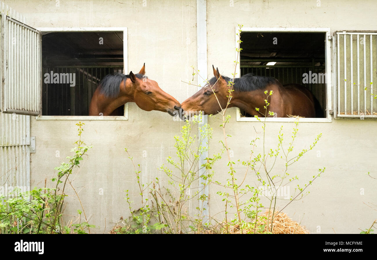 two brown horses look out through stable window and show affection ...