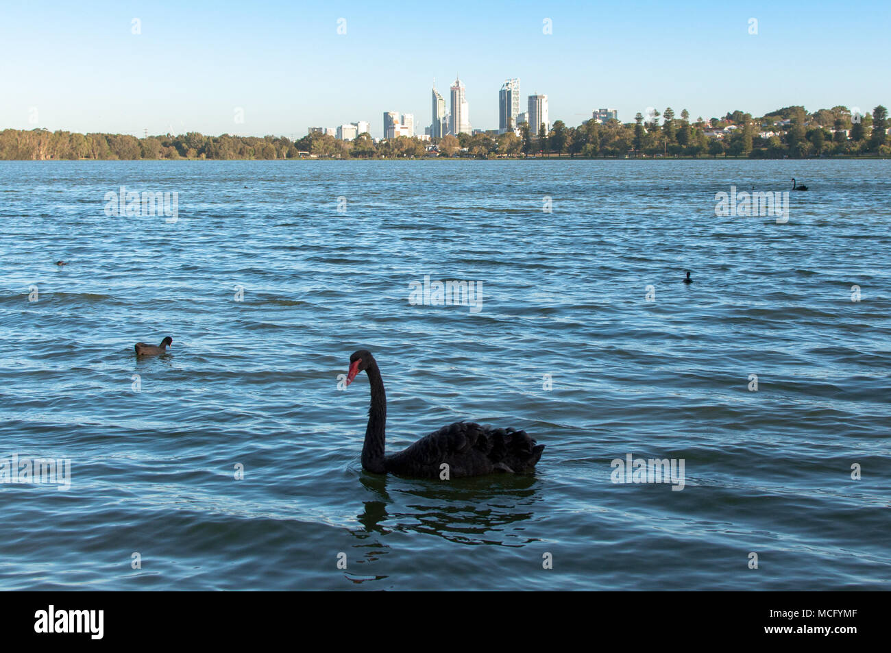 Lake Monger High Resolution Stock Photography and Images - Alamy