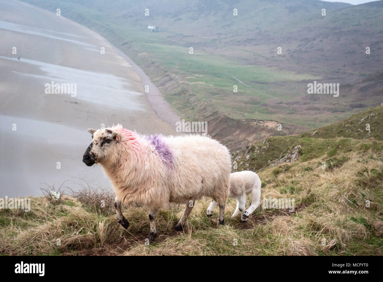 Welsh sheep and lambs grazing on Worm's Head near Rhossili Bay, Gower ...