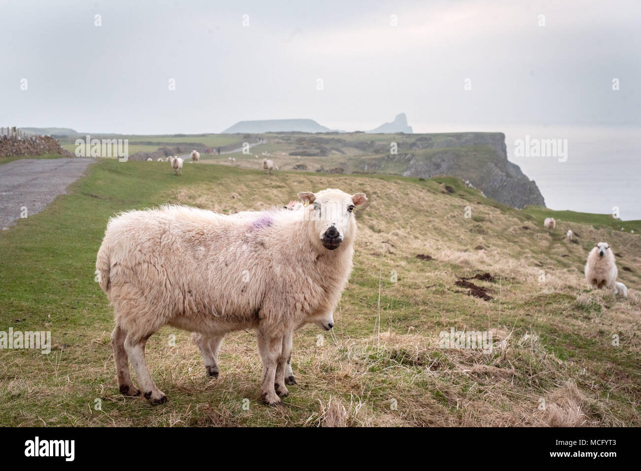 Sheep head bay hi-res stock photography and images - Alamy