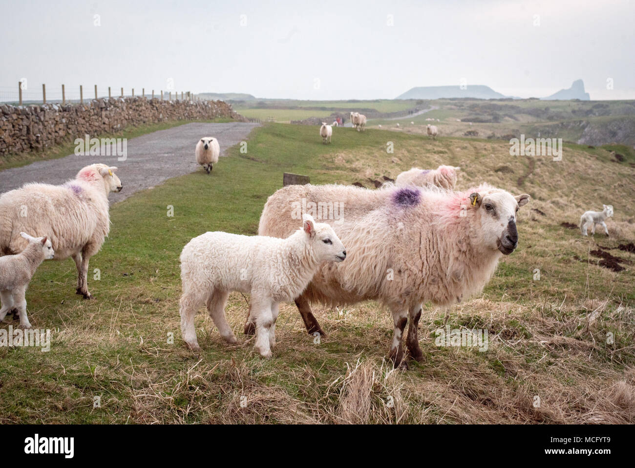 Welsh hills sheep grazing hi-res stock photography and images - Alamy