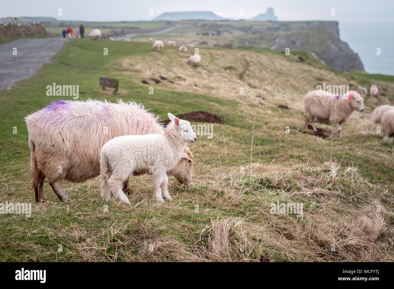 Welsh hills with sheep grazing hi-res stock photography and images - Alamy
