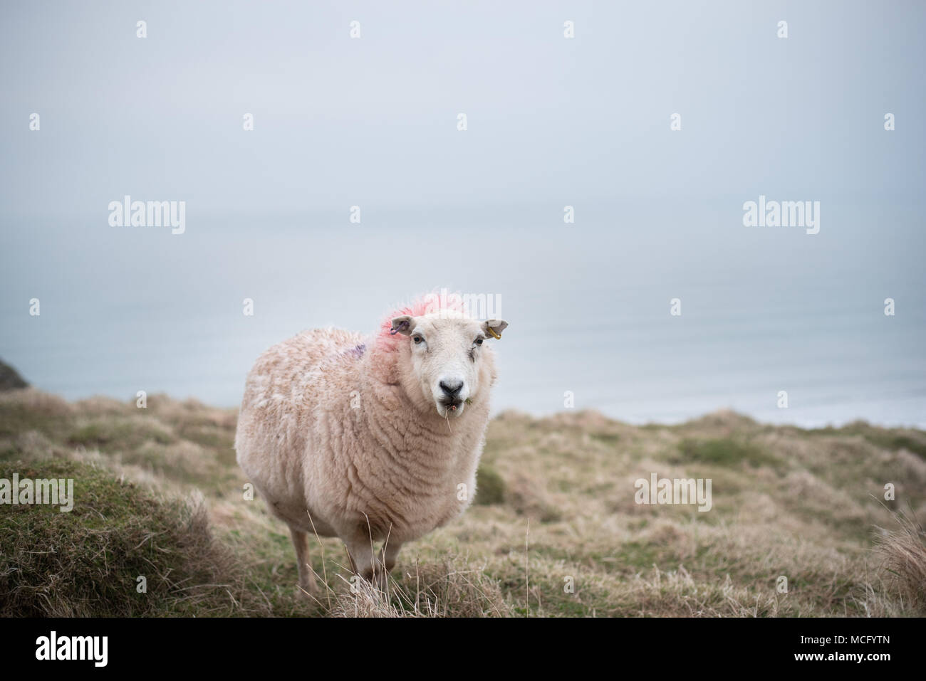 Welsh sheep and lambs grazing on Worm's Head near Rhossili Bay, Gower ...