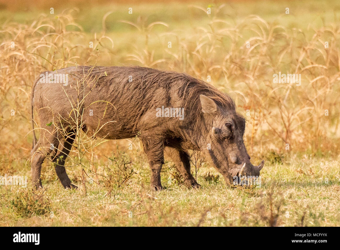 Savanna grassland hi-res stock photography and images - Alamy