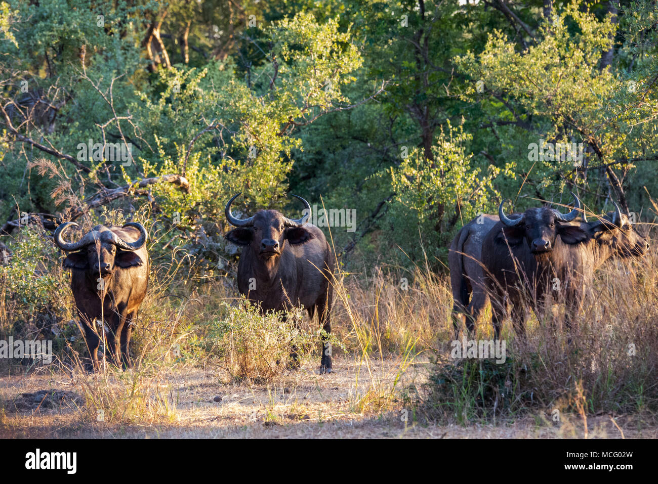 African buffalo herd in hi-res stock photography and images - Alamy