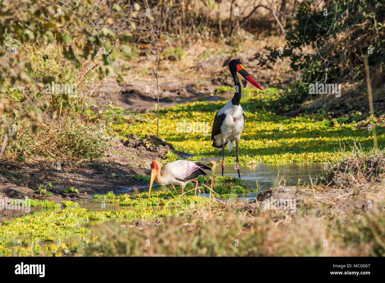 African ibis hi-res stock photography and images - Alamy