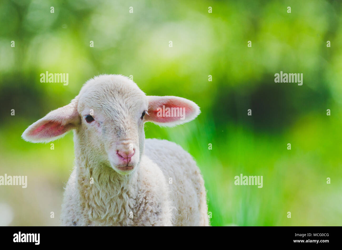 beautiful little lamb looking at camera with copy space for text Stock ...