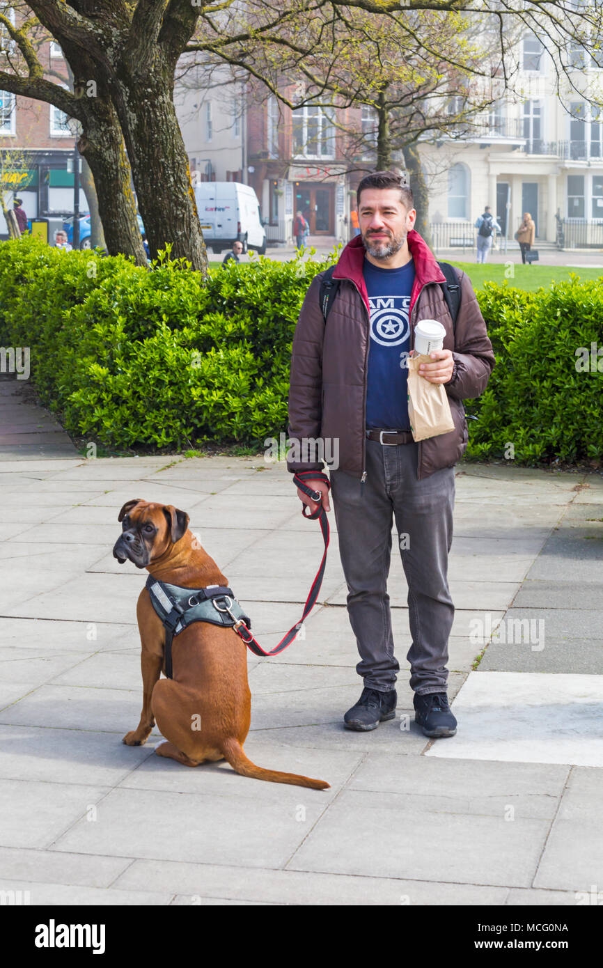Male Boxer Dog Stock Photos & Male Boxer Dog Stock Images - Alamy