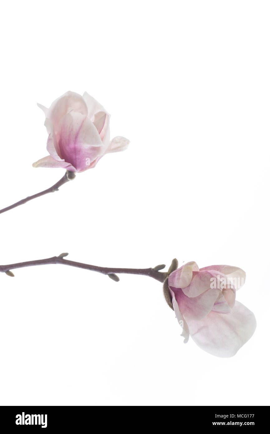 Magnolia tree shrub flower Cut Out Stock Images & Pictures - Alamy