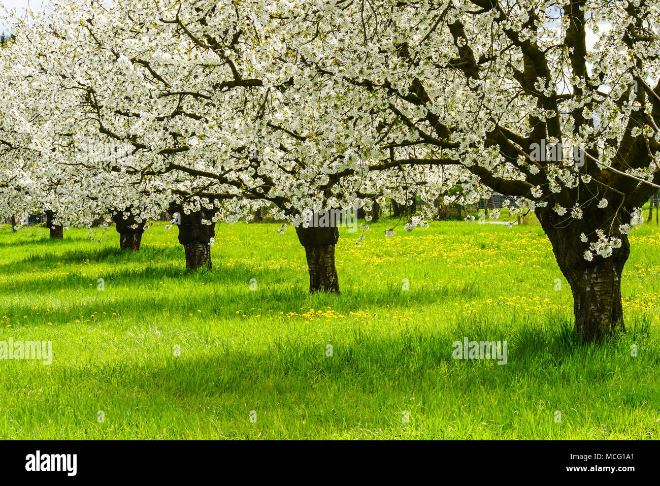 Orchard bloom hi-res stock photography and images - Alamy